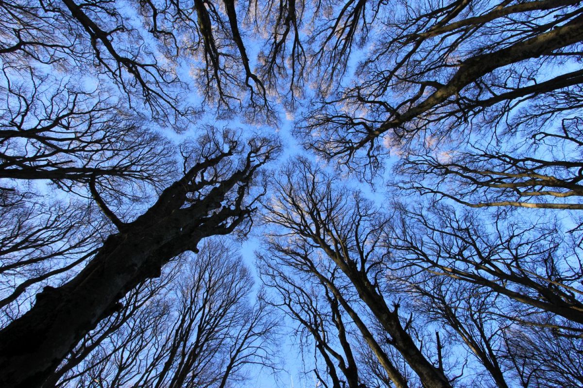 Ideogrammi nel cielo. Fra gli antichi faggi del Monte Cimino – STUDIO ...