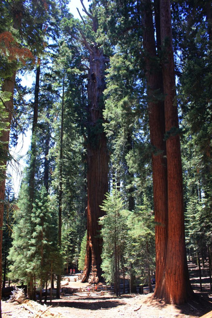 Preghiera al General Sherman Tree – STUDIO HOMO RADIX