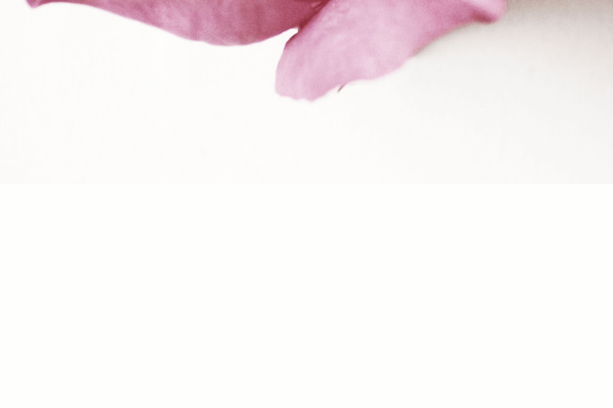 Alle 5 del mattino fra i pini – STUDIO HOMO RADIX