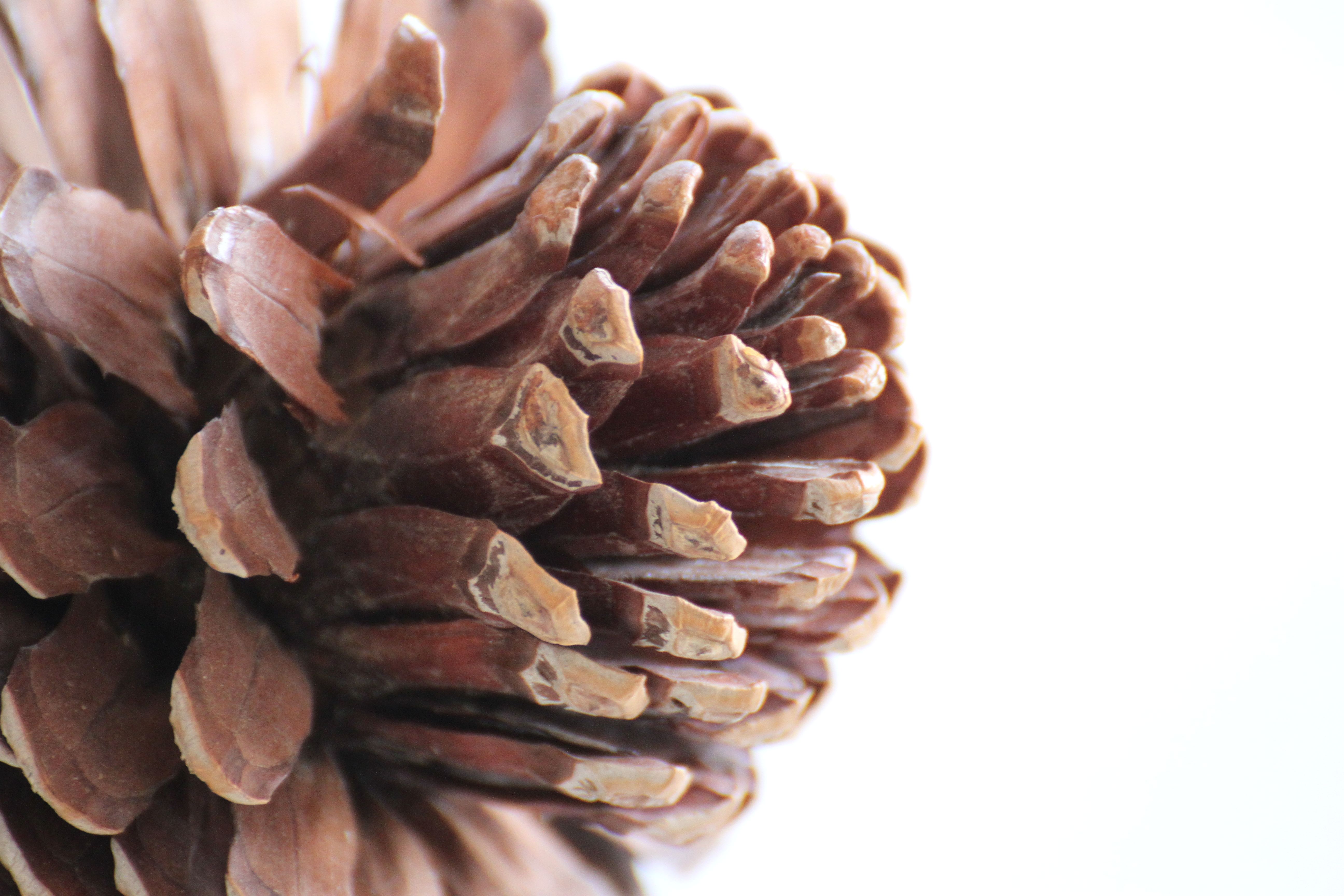 Giona, il silenzio, lo Zen – STUDIO HOMO RADIX