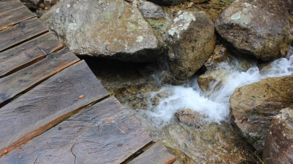 Mary Oliver – STUDIO HOMO RADIX