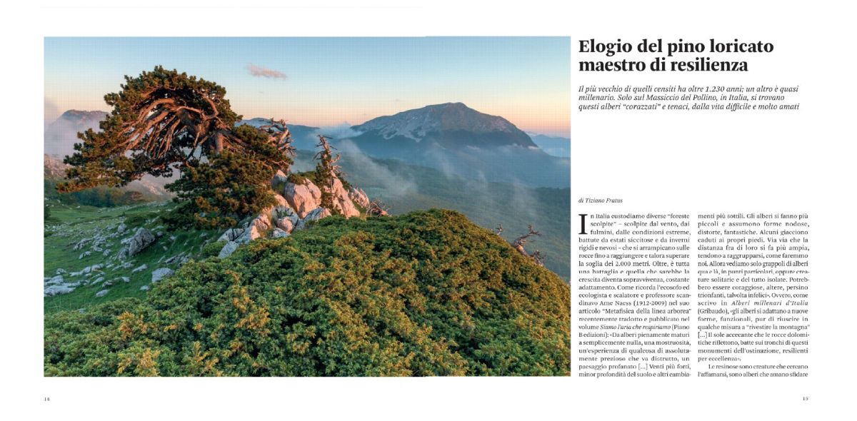 Pini loricati – STUDIO HOMO RADIX