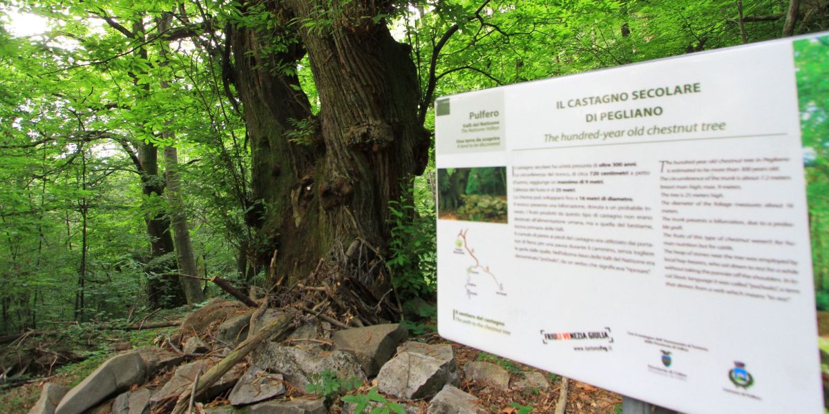 La danza degli alberi – STUDIO HOMO RADIX